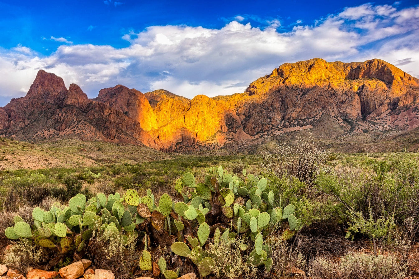 Quintessential Big Bend | National Park Jigsaw Puzzle | 250, 500, 1000 ...